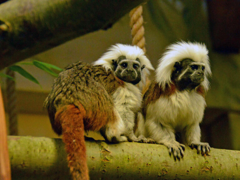 Fünf Tierparks in und um Leipzig - Urlaubszeit Sachsen